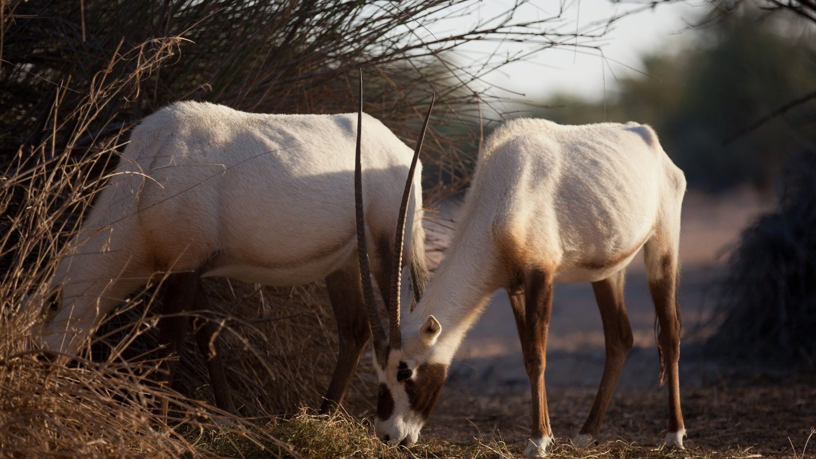 Explore The Wonders Of Kutch - Detailed Travel Guide